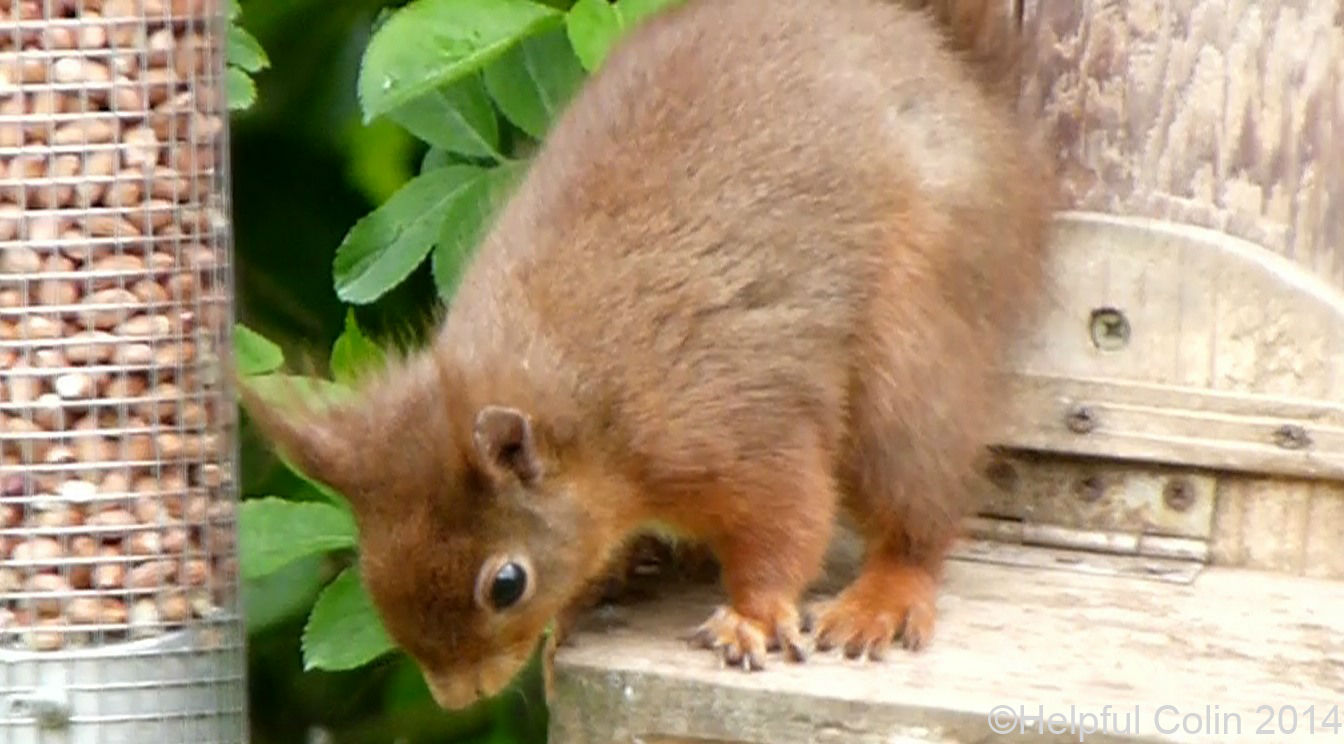 Pine Martens Are Saving The Red Squirrel - Helpful Colin